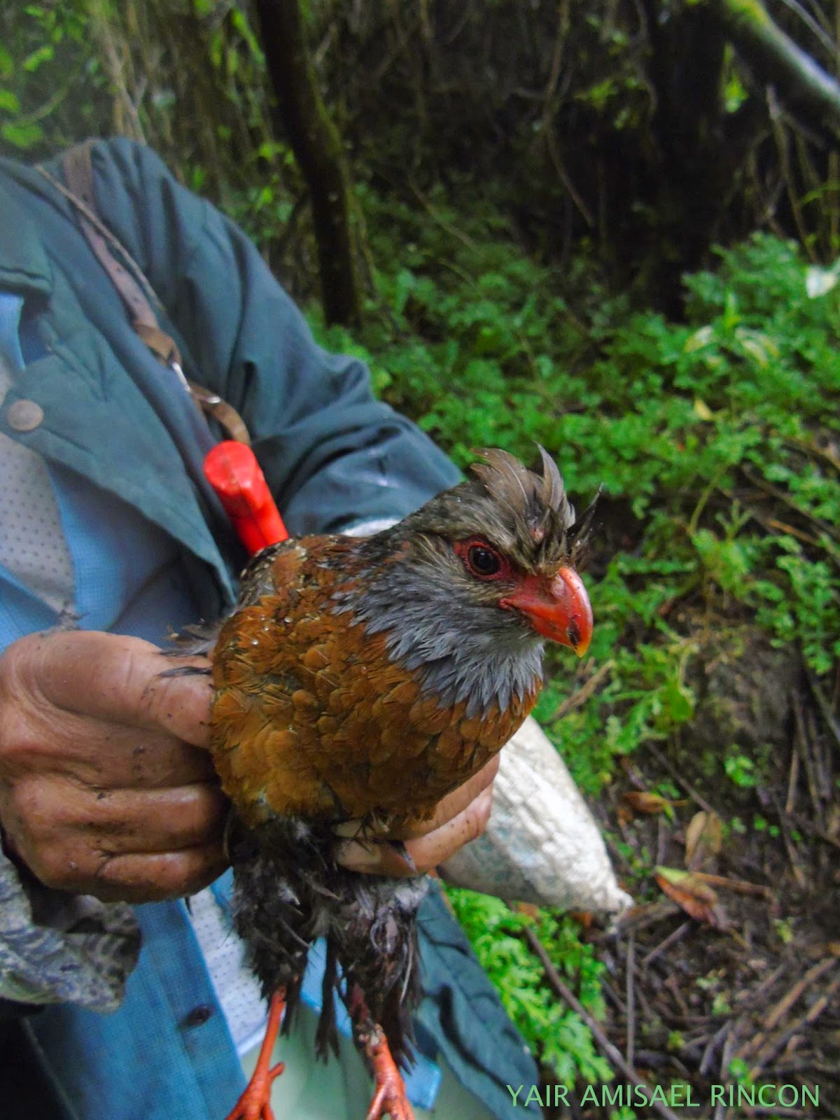 Aves de la región de Huatusco: PERDIZ VERACRUZANA o CHIVIZCOYO (Bearded ...