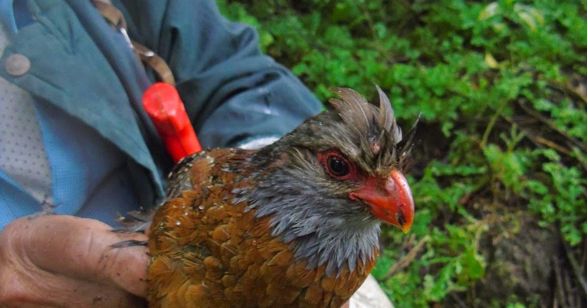 Aves de la región de Huatusco: PERDIZ VERACRUZANA o CHIVIZCOYO (Bearded ...