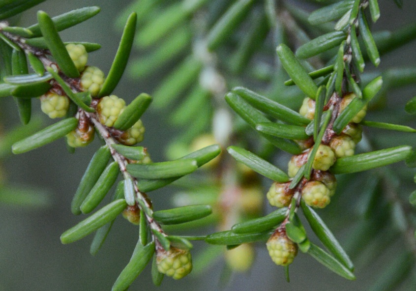 Trees Planet: Tsuga canadensis - Eastern Hemlock