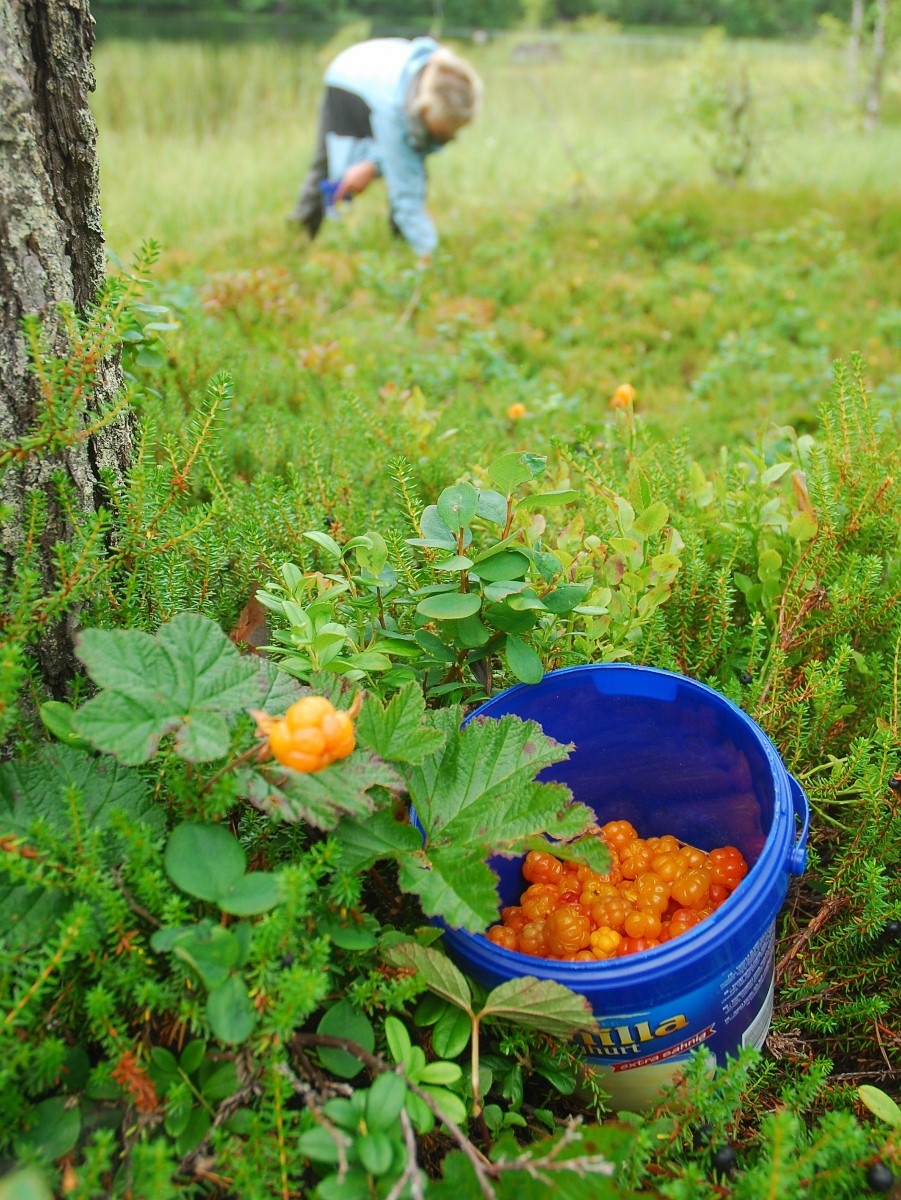 Bushmans Wild Hiking: Cloudberry / WILD FOOD FOR FREE