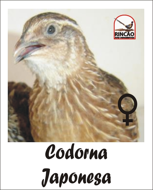 Rincão Aves Ornamentais: Codorna Japonesa