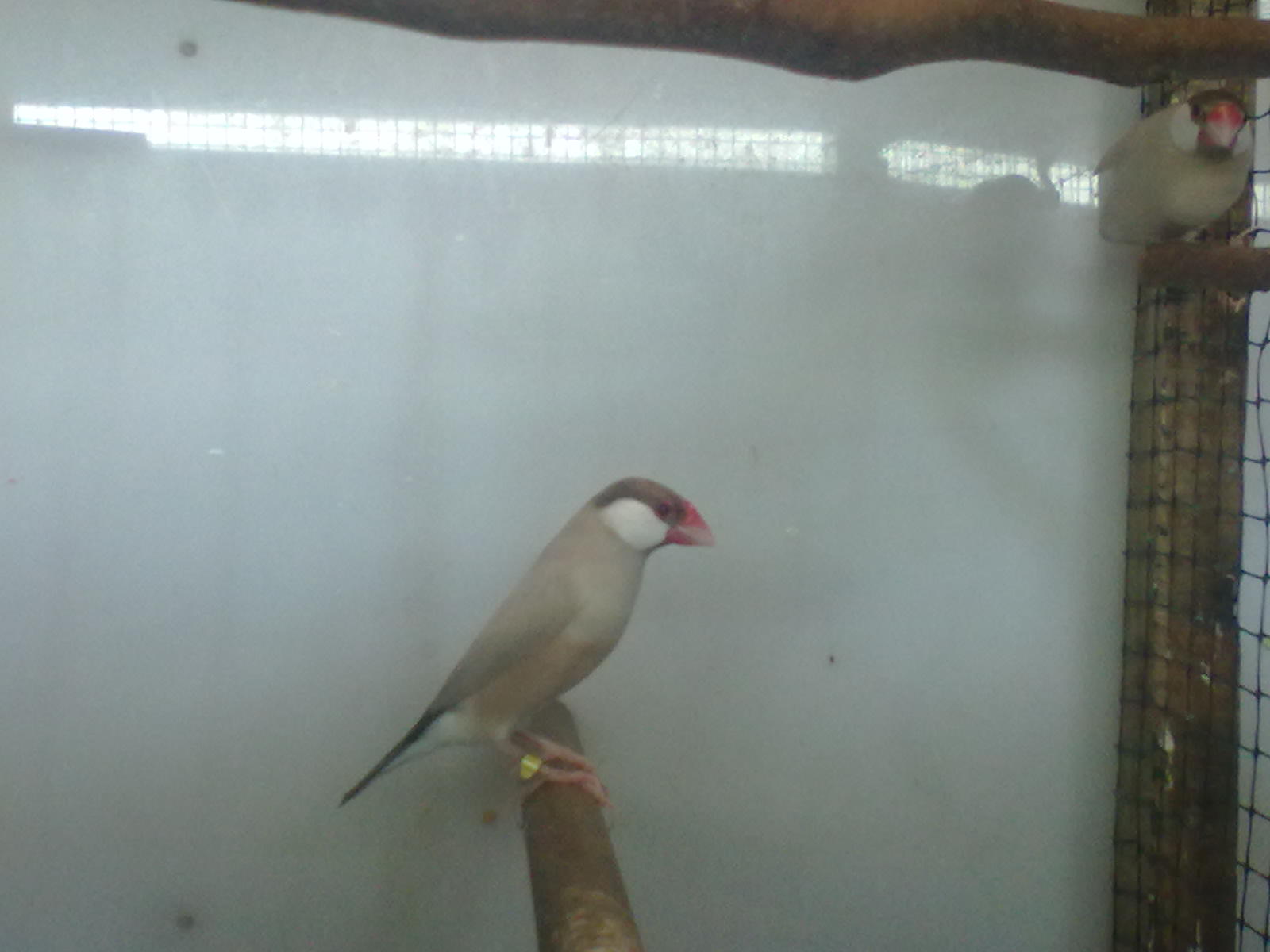 Exóticos do Luís - Braga: As minhas aves