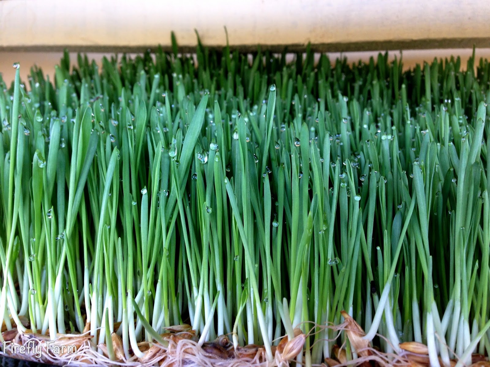 Firefly Farm: Advantages Of Fodder