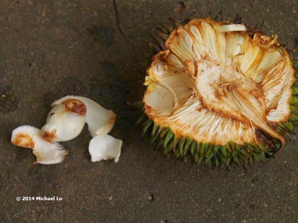 The rainforests of Borneo & Southeast Asia: 2 species of wild Nangka ...
