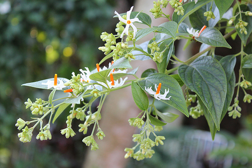 shiatoshi: Shiuli flower: Plant description and its health benefits