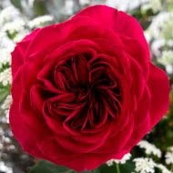 Florist Wilmington NC | Bloomers Flowers Blog - Wilmington NC ...