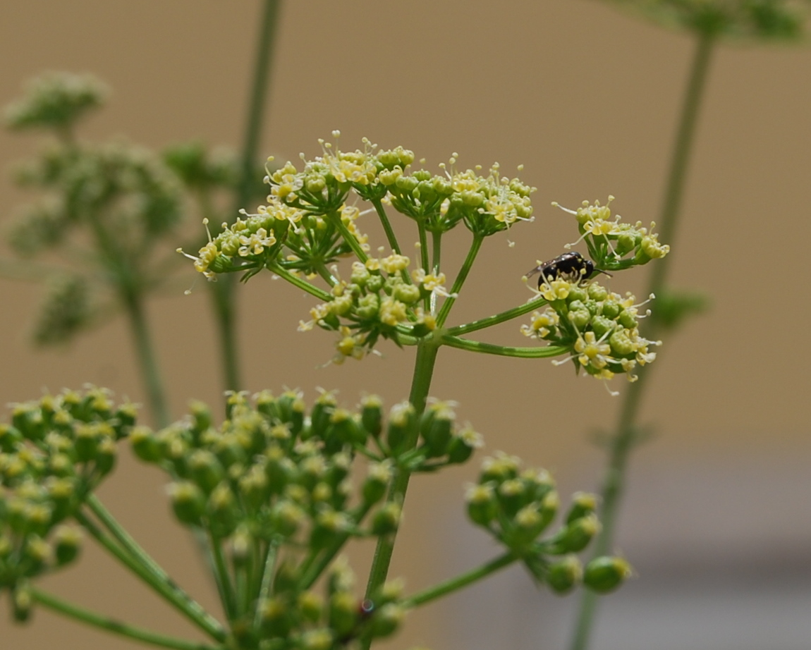 MÃOS VERDES: Os insectos da flor de salsa...