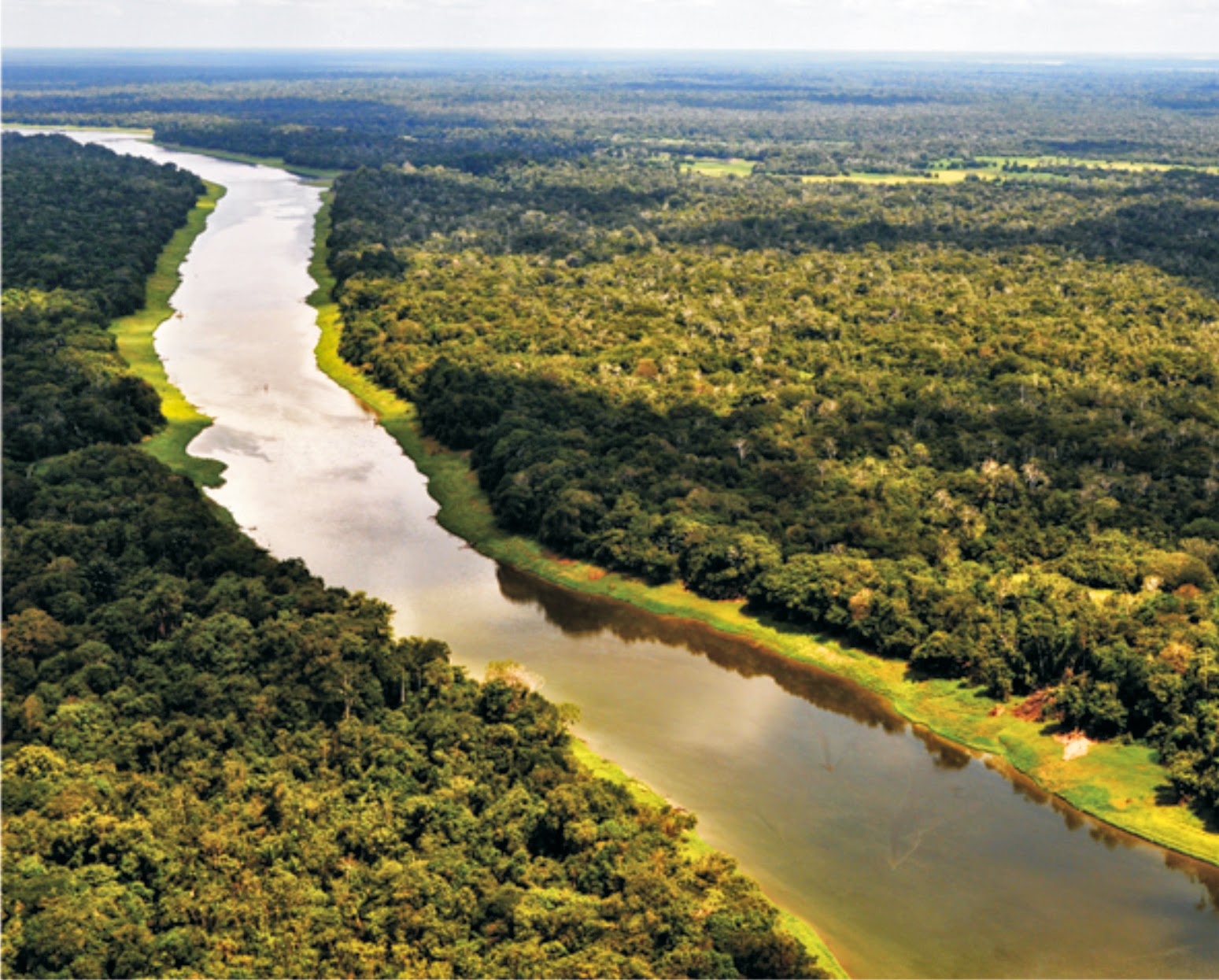 Anfibio dell'Anima: DEFORESTAZIONE IN AMAZZONIA