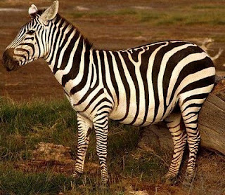 zebra: razas o especies