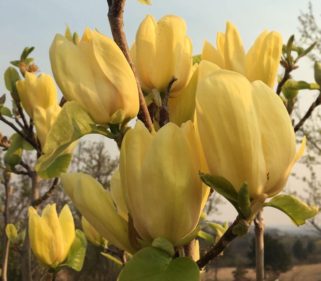 Garden Musings: Yellow Bird Grows