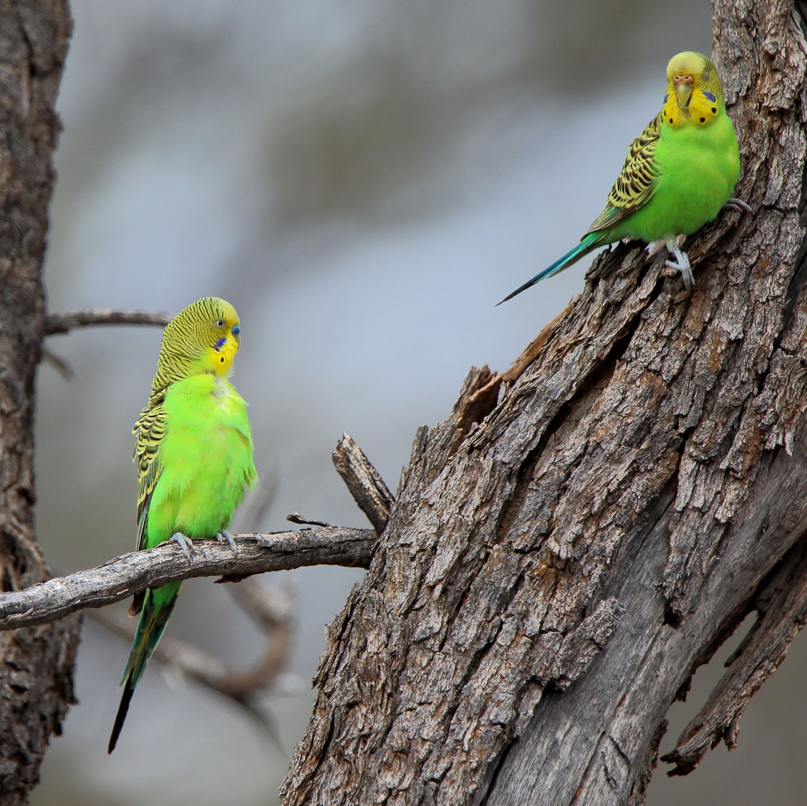 Richard Waring's Birds of Australia: Birds of Nyirripi