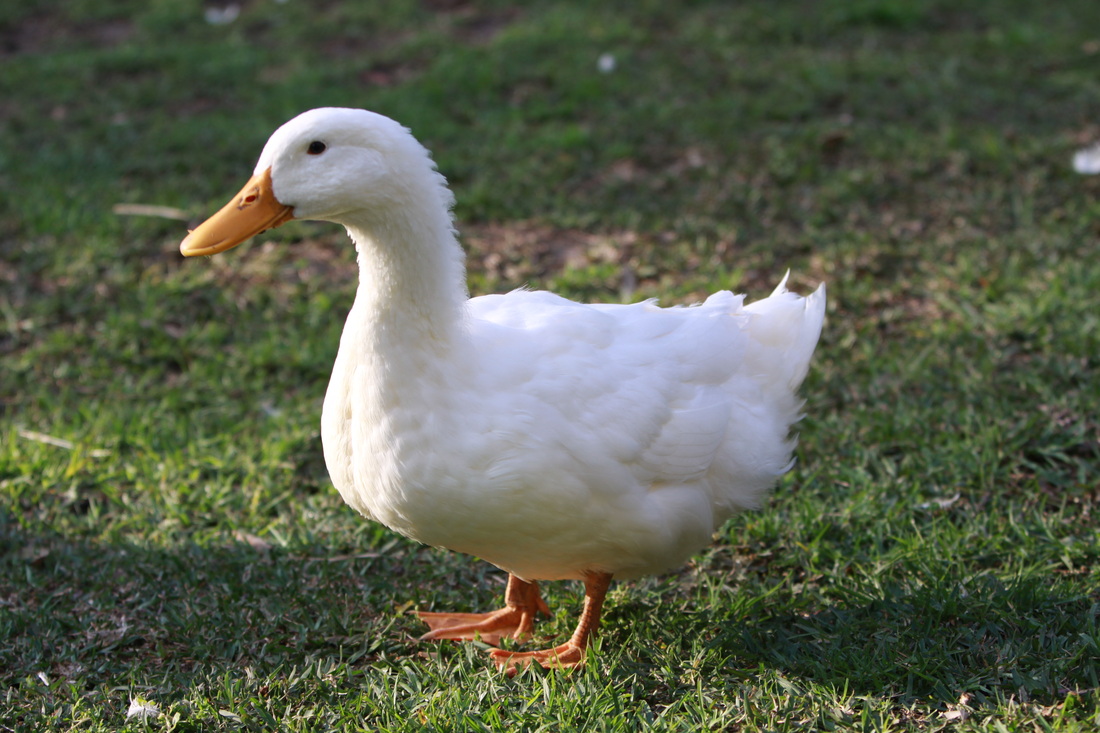 gambar: Gambar bebek Lengkap