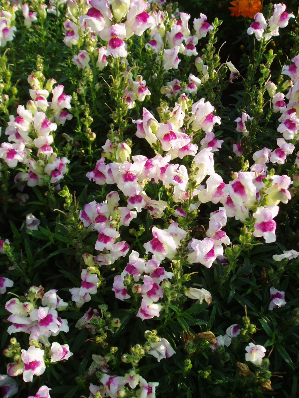 Rotary Botanical Gardens - Hort Blog: The First Sun Returns