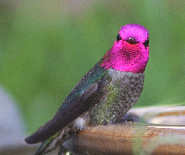Birds And Animals: Calypte Anna Hummingbird
