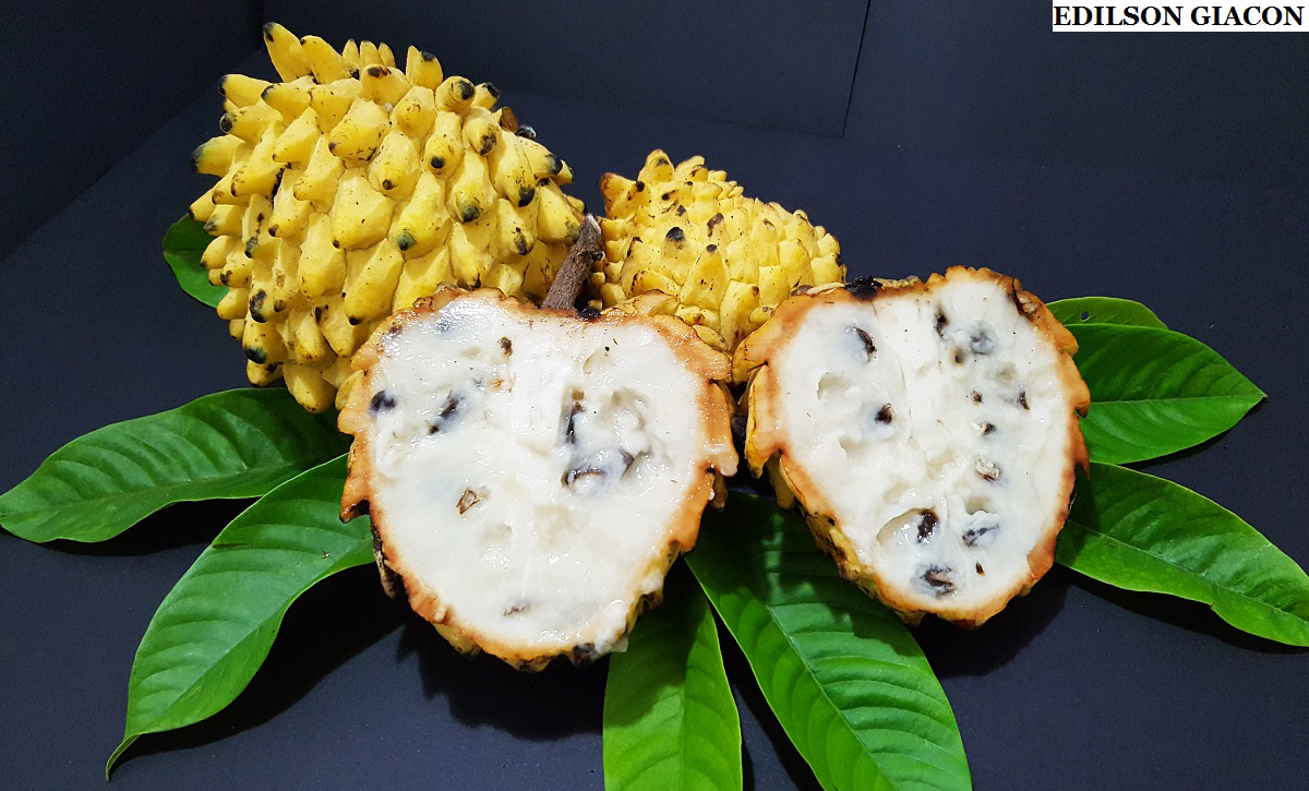 Viveiro Ciprest - Plantas Nativas e Exóticas: Fruta do Conde ou Beribá ...