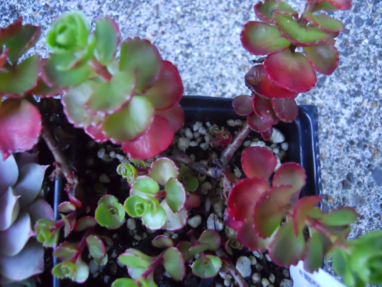 Beech Street Gardens: New Sedums and Semps