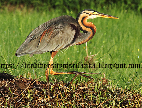 Biodiversity of Sri Lanka: කරවැල් කොකා[Karawal Koka]/Purple Heron(Ardea ...