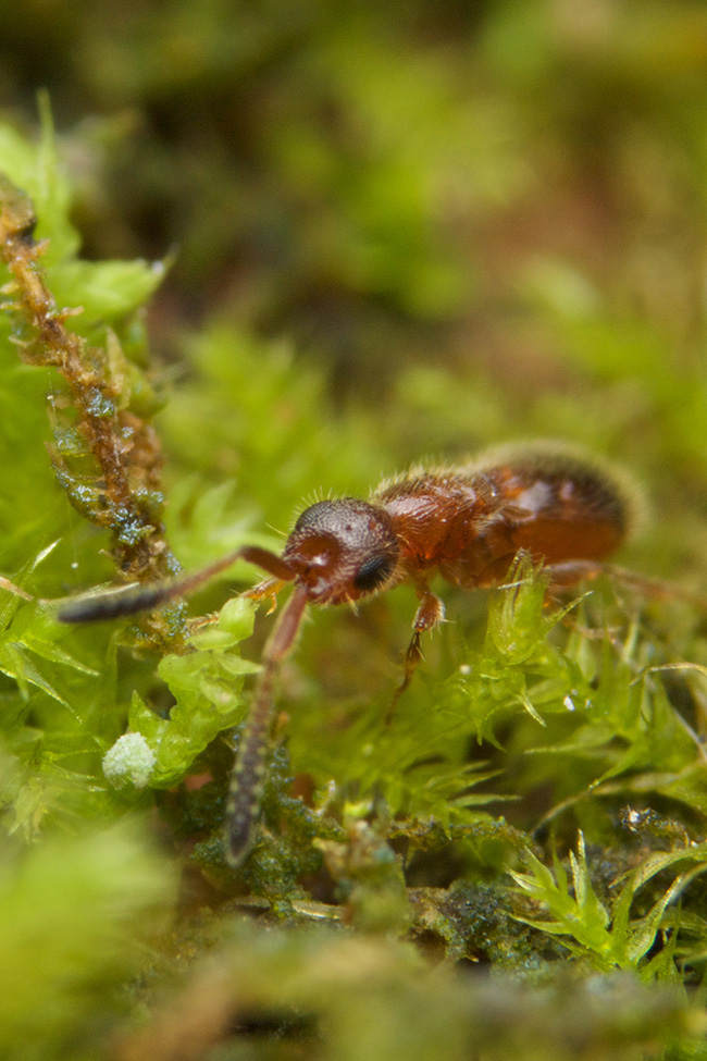 ムシをデザインしたのはダレ？: オオモンクロバチ科 Lagynodes ?pallidus