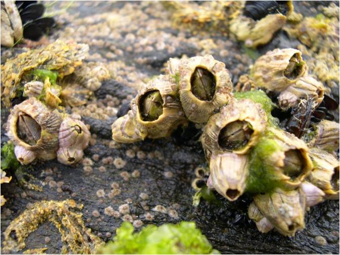 CURIOSIDADES CIENTÍFICAS : Percebes y Balanos