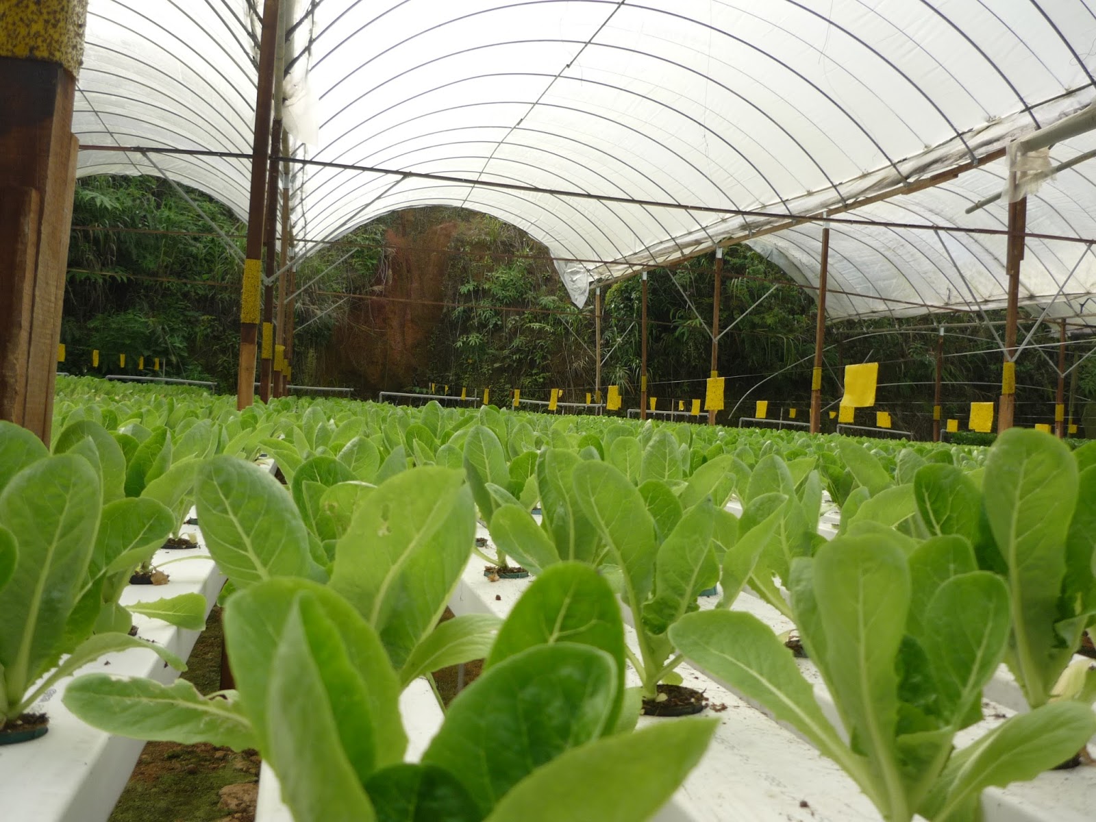 Our Journey : Pahang Cameron Highland - Kampung Raja Green View Garden Farm