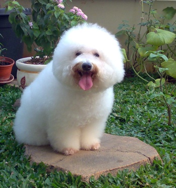 Anjing Poodle:Hewan Peliharaan