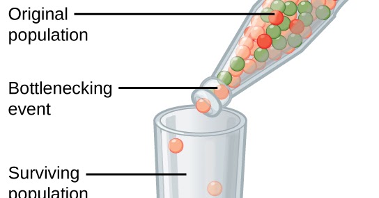 Bottleneck Effect ~ Zoology-NETWORK