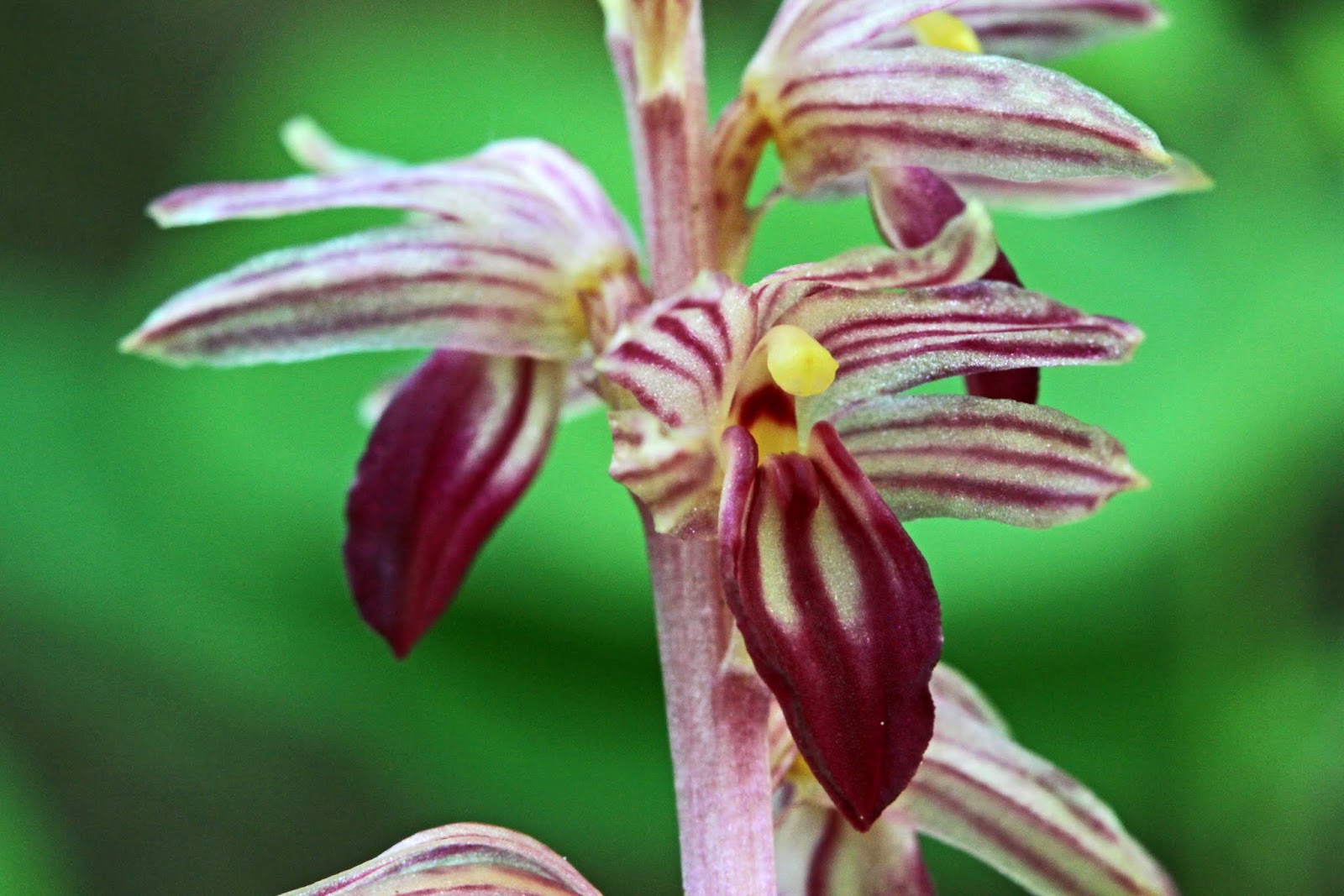Native Orchids of the Pacific Northwest and the Canadian Rockies (and ...