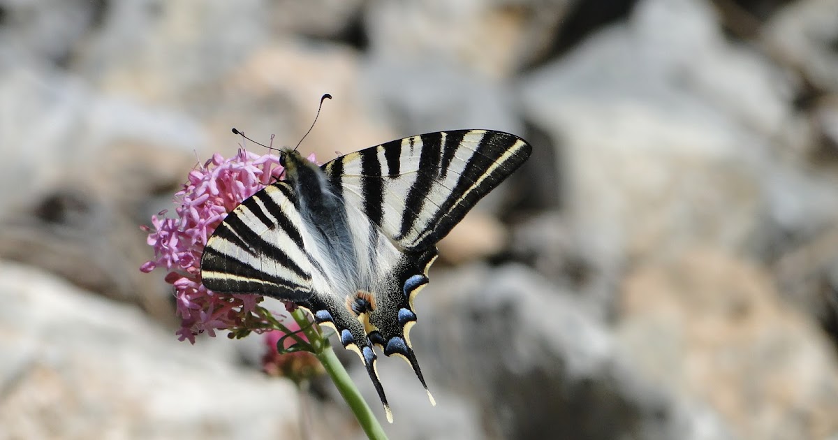 Territorio Naturaleza: Iphiclides podalirius: mariposa majestuosa