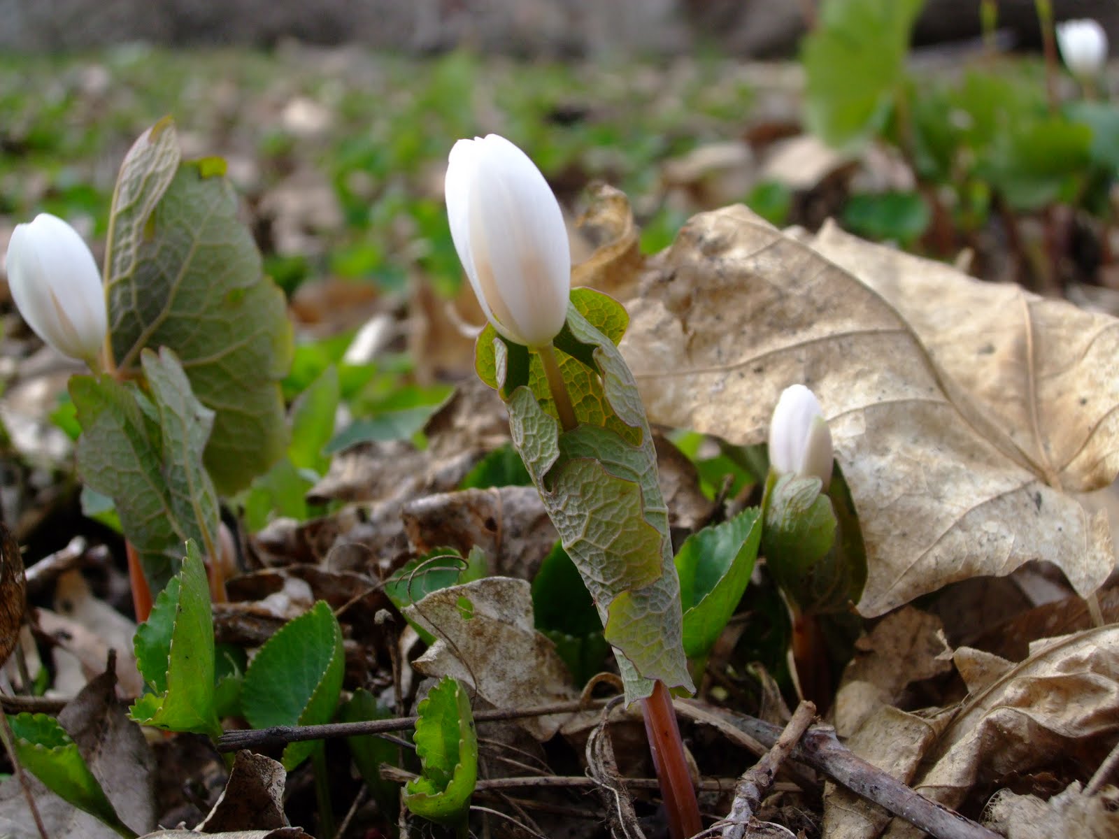 Yes, I Talk to Plants: Plant of the Week: Bloodroot