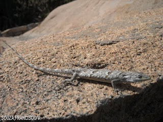 FAUNA E FLORA DO RN: Calango-cego(Polychrus acutirostris Spix,1825 ...