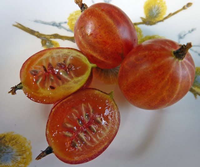 Our Plot at Green Lane Allotments: Playing gooseberry