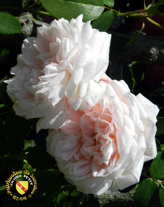 PATRIMOINE DE LORRAINE: VILLERS-LES-NANCY (54) - La roseraie du Jardin ...