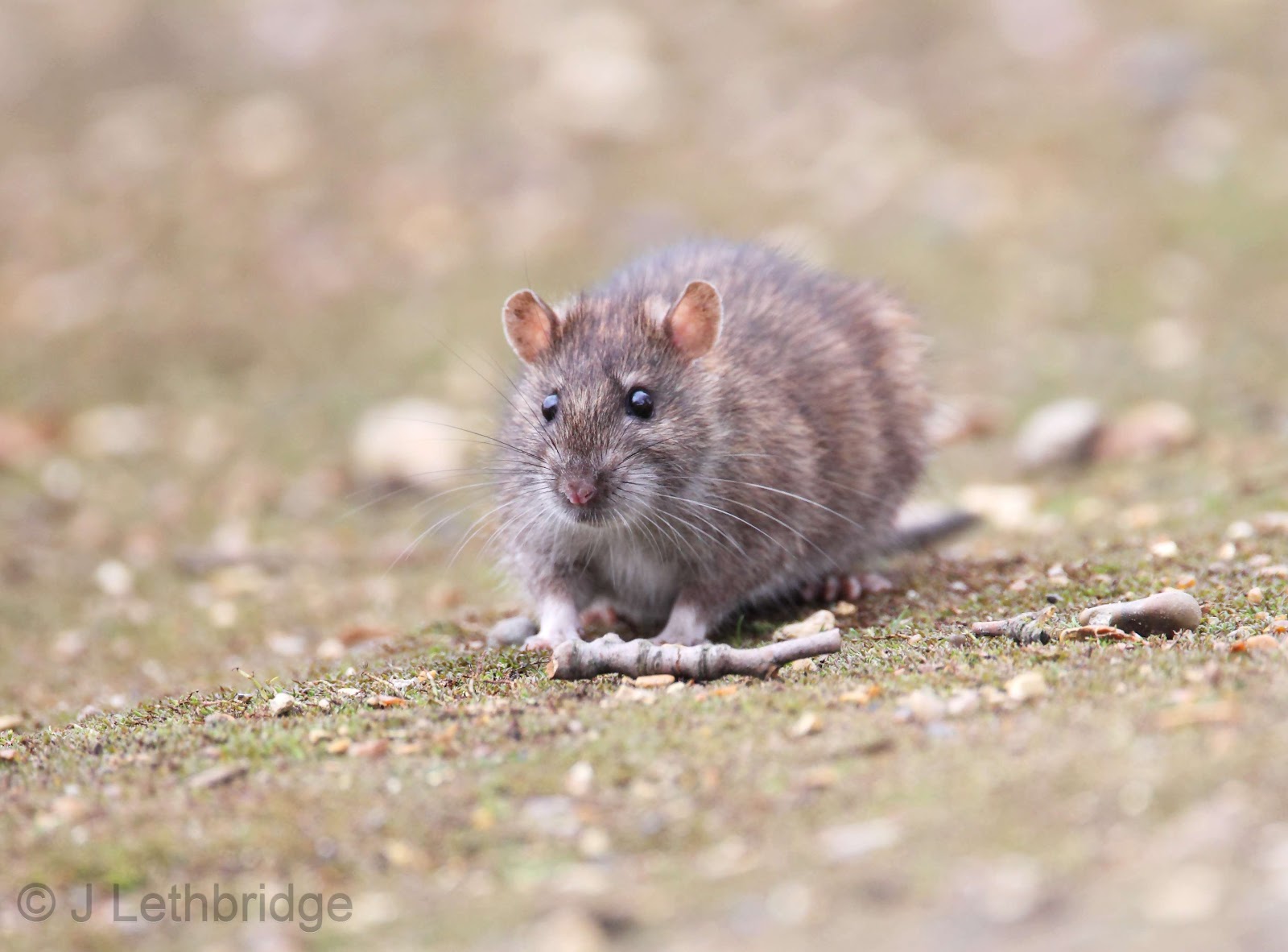Wanstead Birder: Making money out of birds