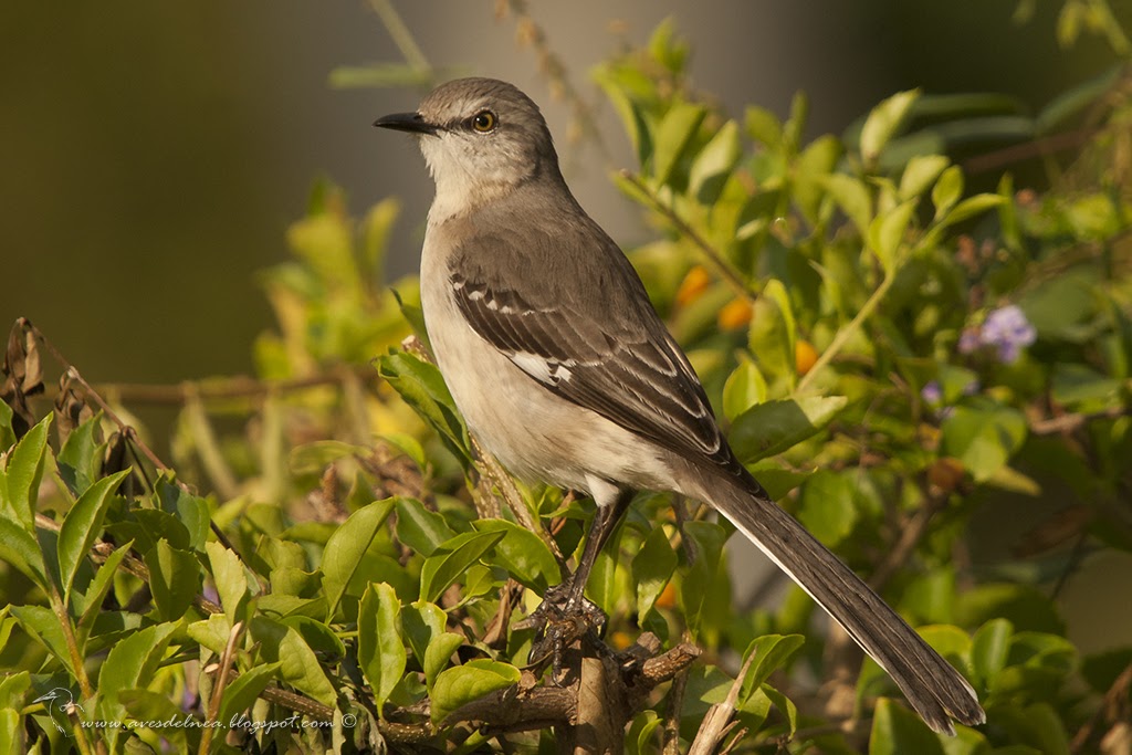 Sinsonte Común (Northern Mockingbird) Mimus polyglottos (Linnaeus, 1758) | Focusing on Wildlife