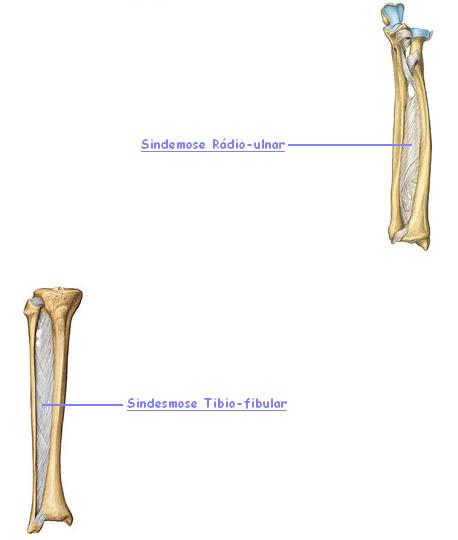 Plantando Ciência: Sistema Articular - Articulações