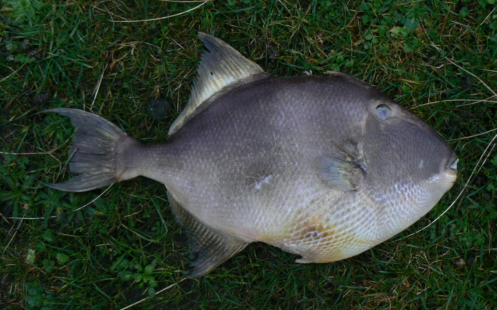 A Kilchoan Diary: Rare Fish Found at Sanna