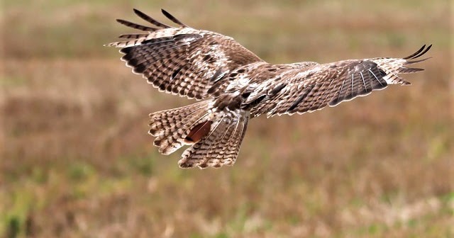 Cat Adoption Guide: Hawks Attack Neighborhood Cats