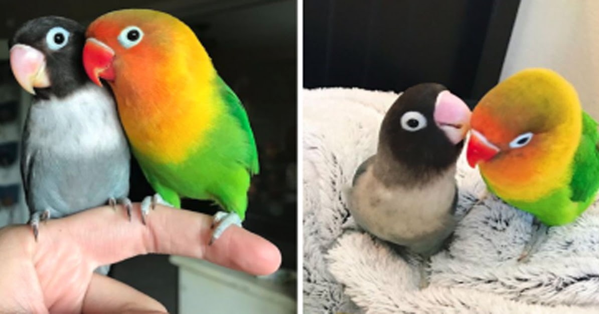 Two Entirely Different Parrots Just Had Babies, And The Result is ...