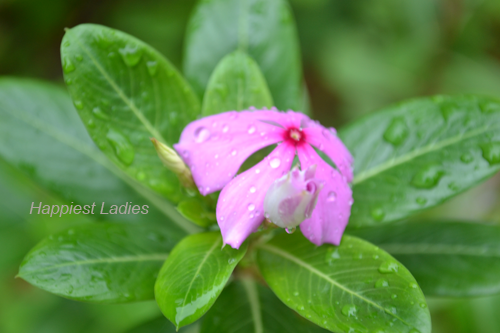 Uses of Vinca Rosea (Sadhapushpa in Kannada) - Happiest Ladies