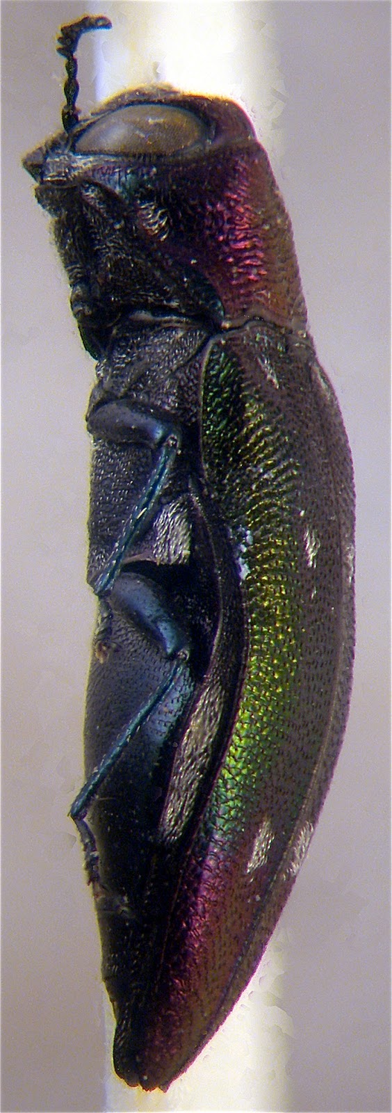 Giornale Italiano di Entomologia: 2018