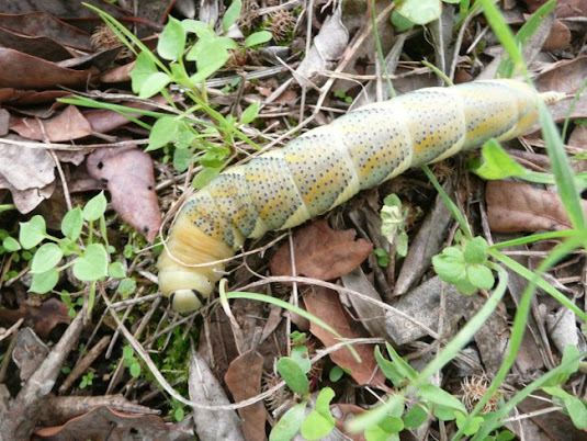 ecomondo: Un bruco enorme noto a tutti, quasi una star... del male