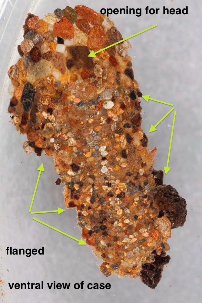 Aquatic Insects of Central Virginia: A significant find in Sugar Hollow ...