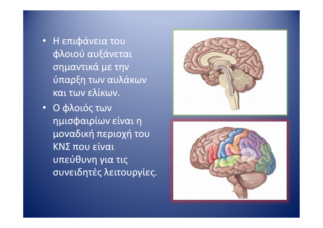 ΒΙΟΛΟΓΙΑ ΛΥΚΕΙΟΥ: ΚΕΦΑΛΑΙΟ 9: ΕΓΚΕΦΑΛΙΚΑ ΗΜΙΣΦΑΙΡΙΑ