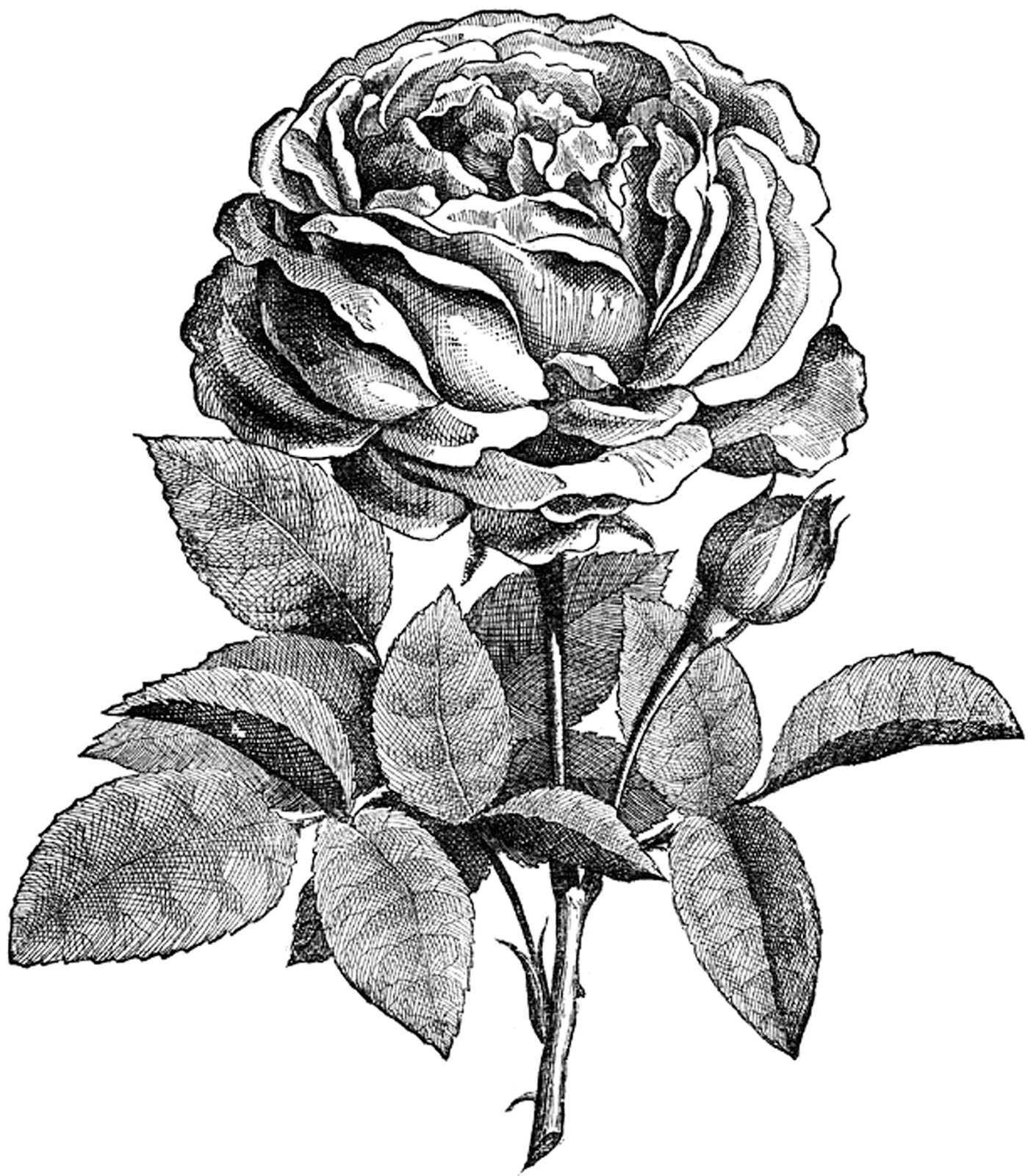 **FREE ViNTaGE DiGiTaL STaMPS**: Free Digital Stamp - Another Rose Blossom