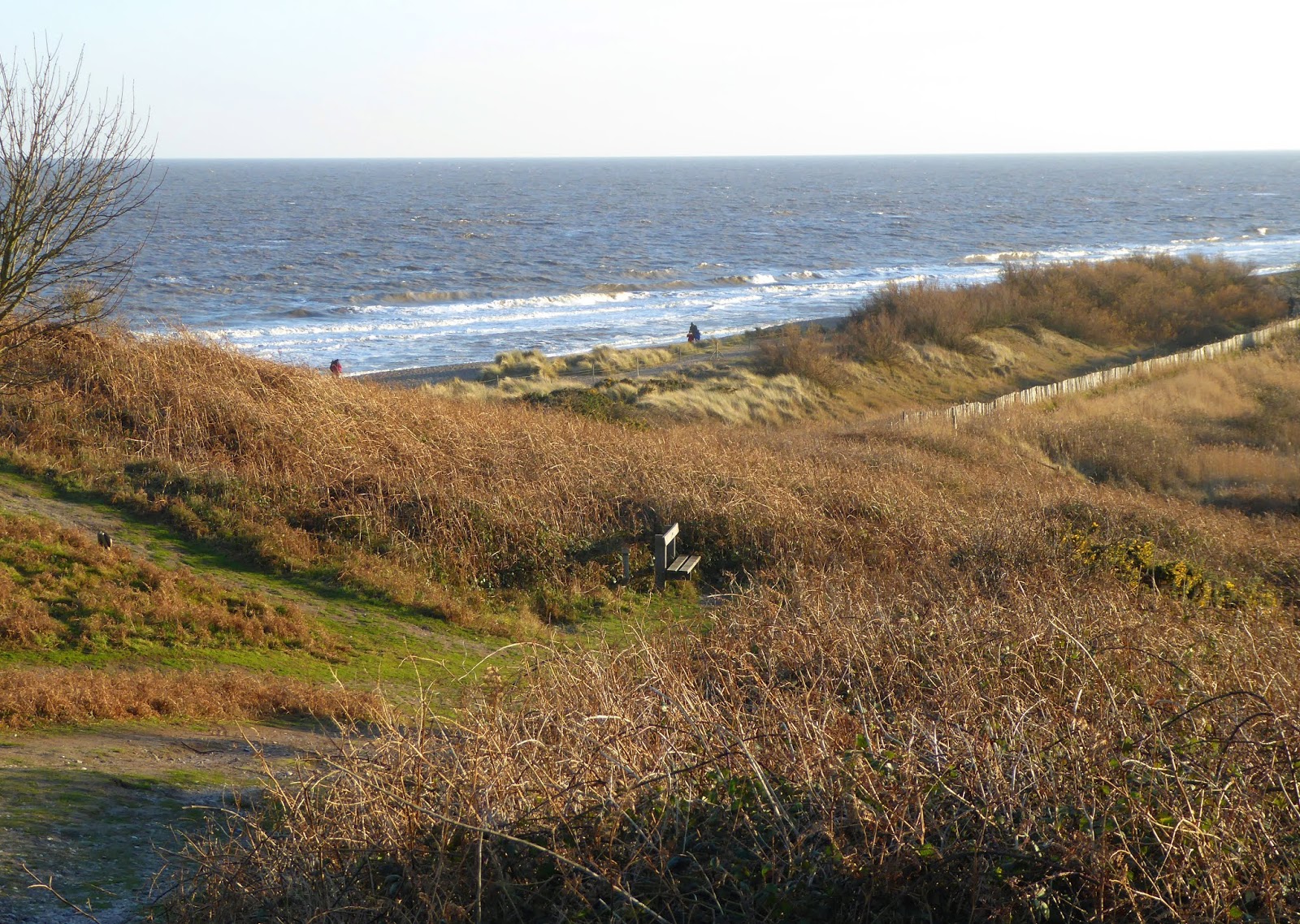 Wild and Wonderful: Suffolk Sunshine (and Moonlight)