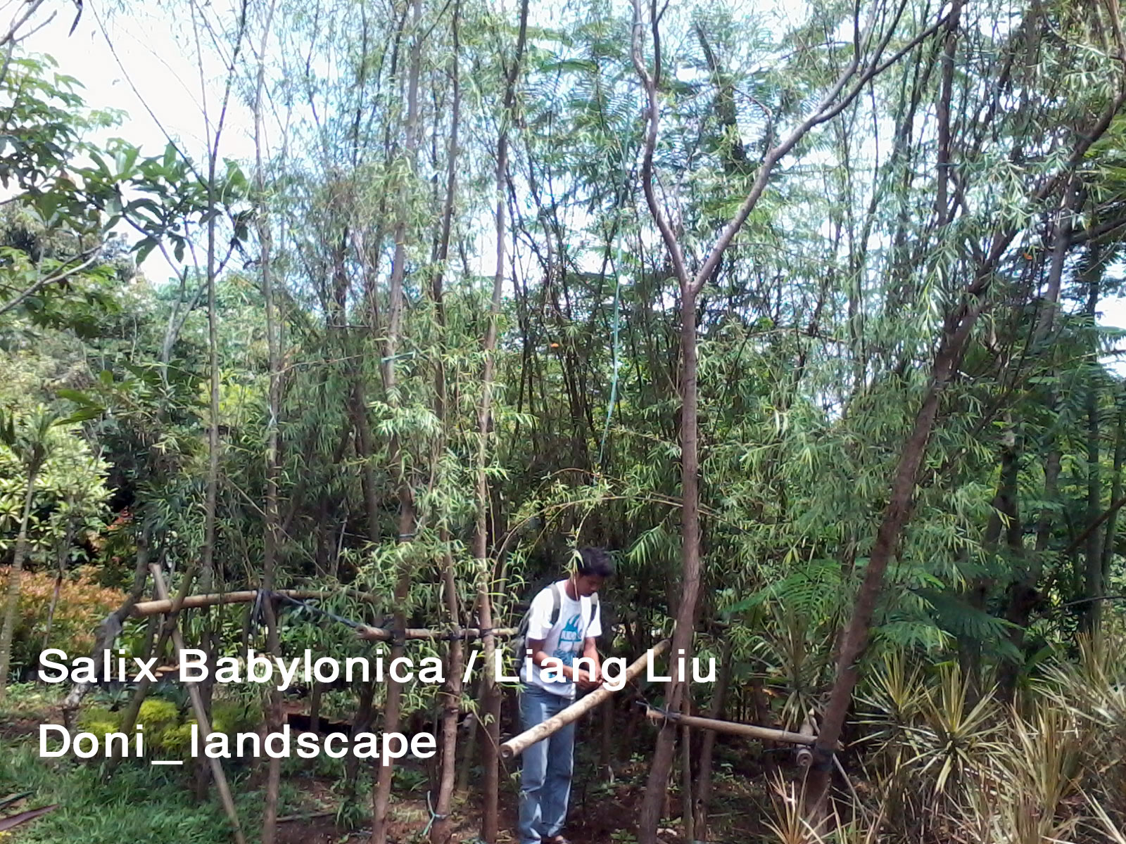 Jual Pohon Liang Liu | Salix Babylonica | Janda Merana ~ TUKANG TAMAN