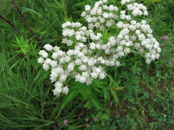 Tom's Blog: Good year for wild quinine