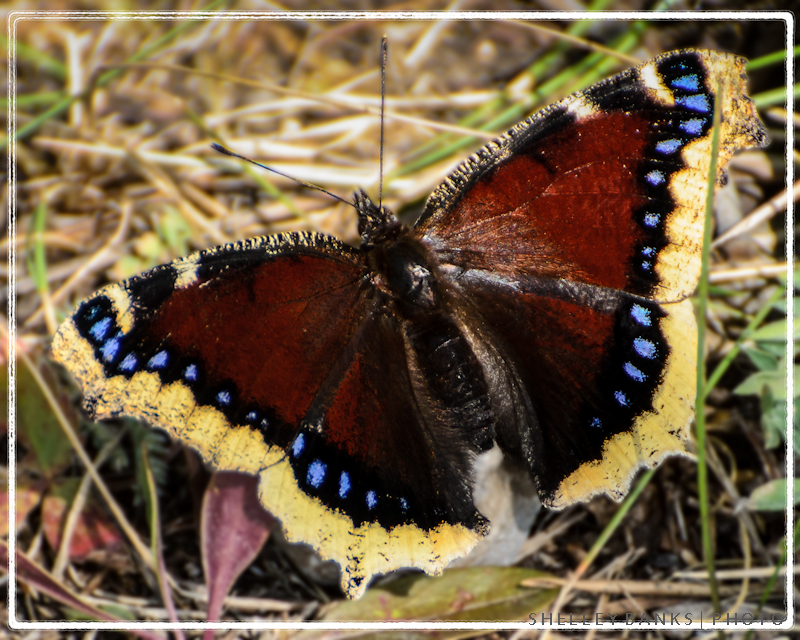 Prairie Nature: Mourning Cloak Butterfly: Maroon and Blue Shimmer