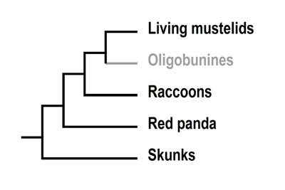 Synapsida: The Largest Weasel Ever?