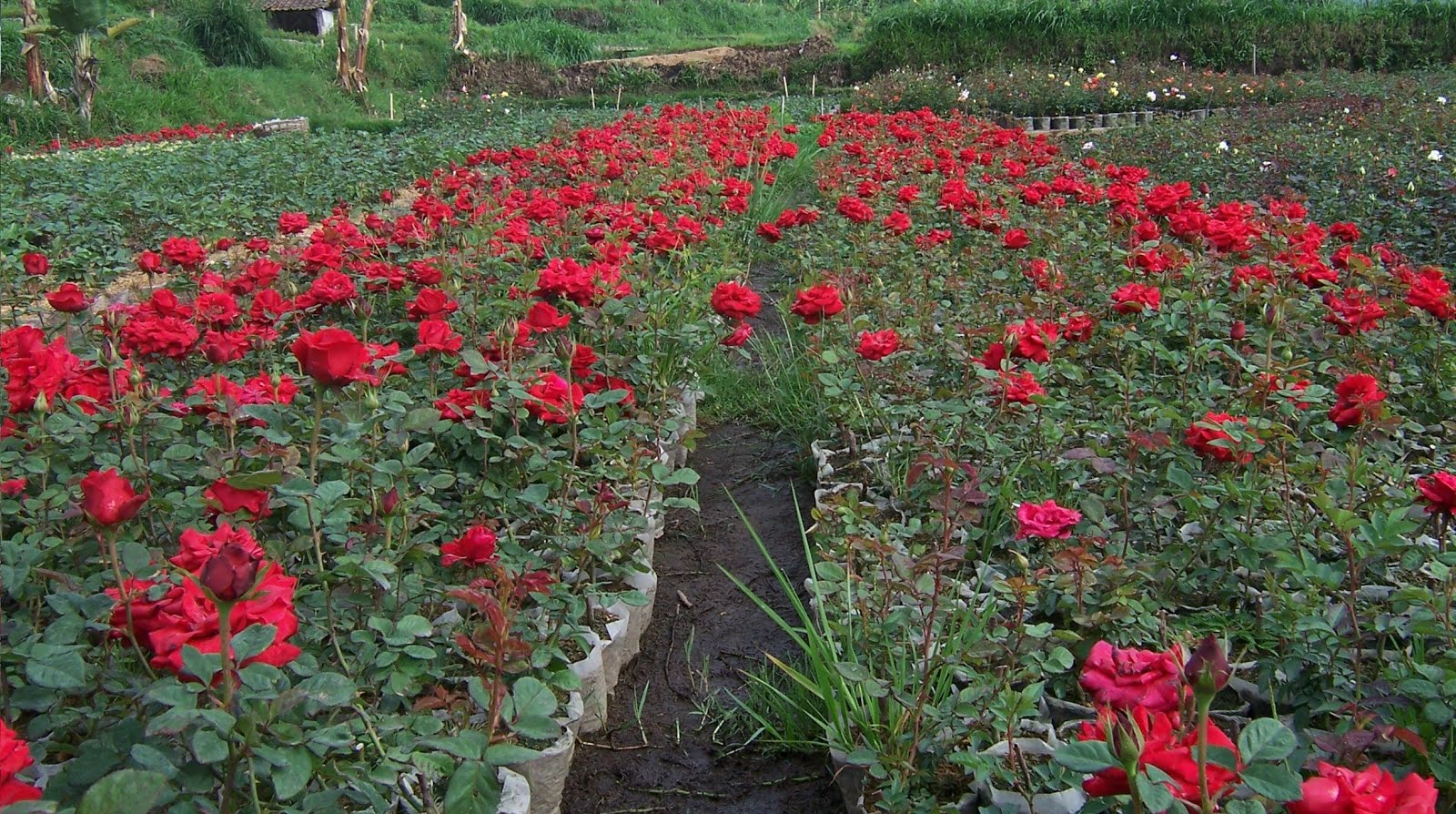 cara mudah merawat bunga mawar agar berbunga terus - menerus | SEPUTAR ...